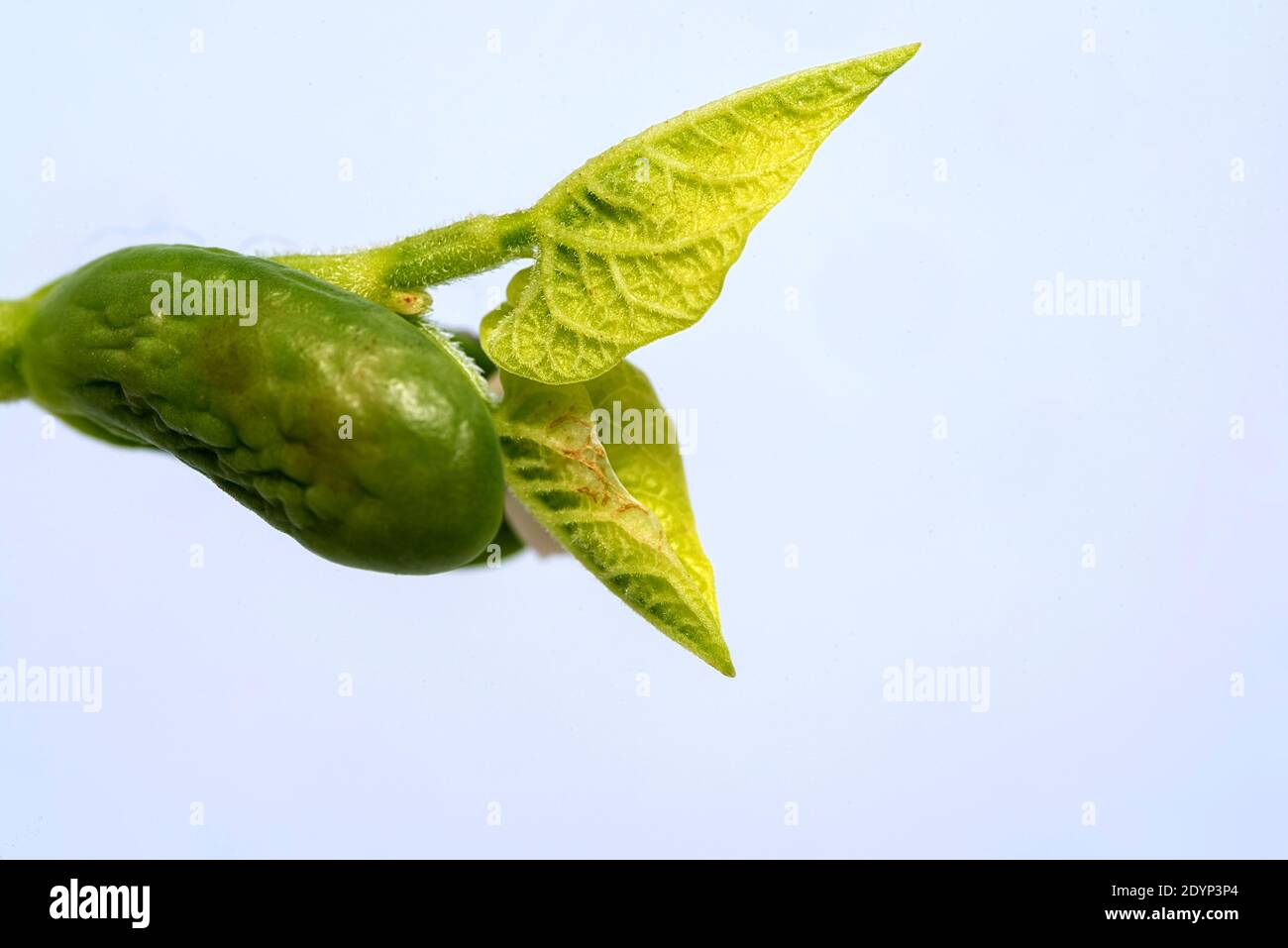 Close-up sprouting bean seed. Plant sprouts emerging in spring Stock ...
