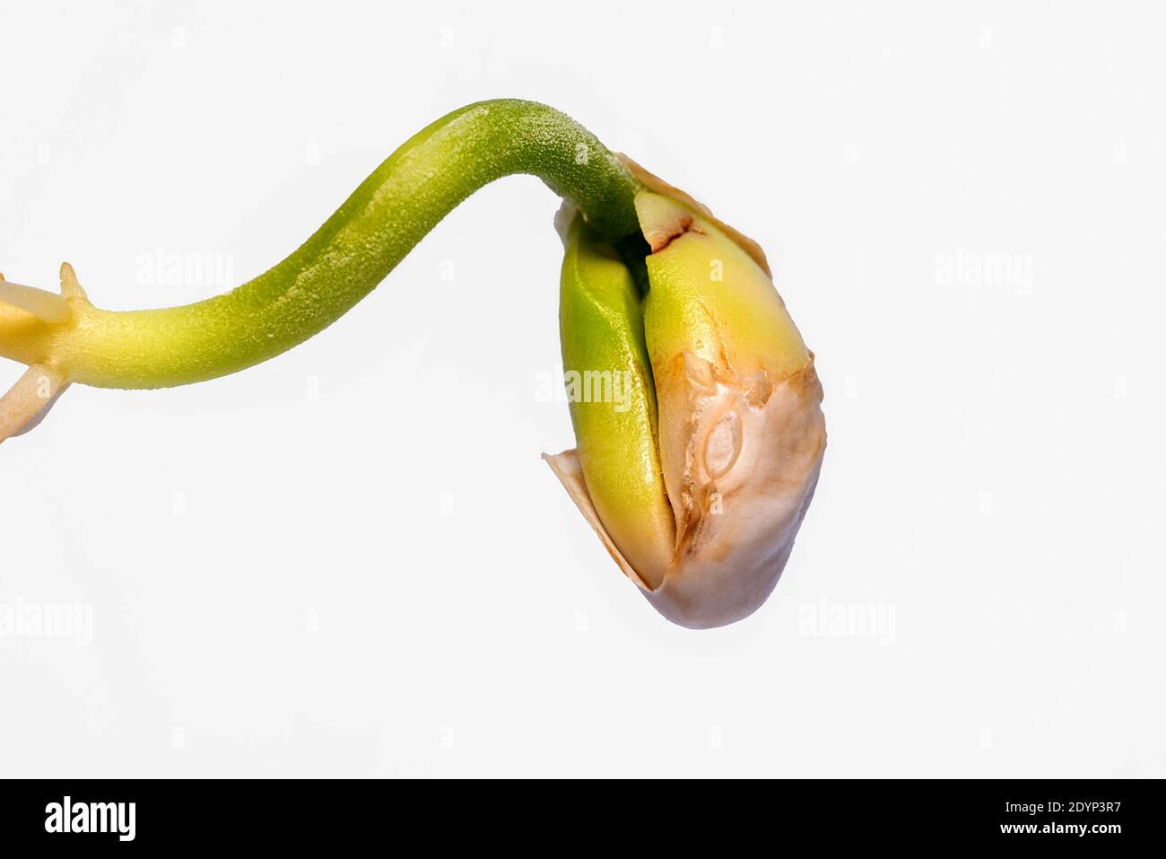 Close-up sprouting bean seed. Plant sprouts emerging in spring Stock ...