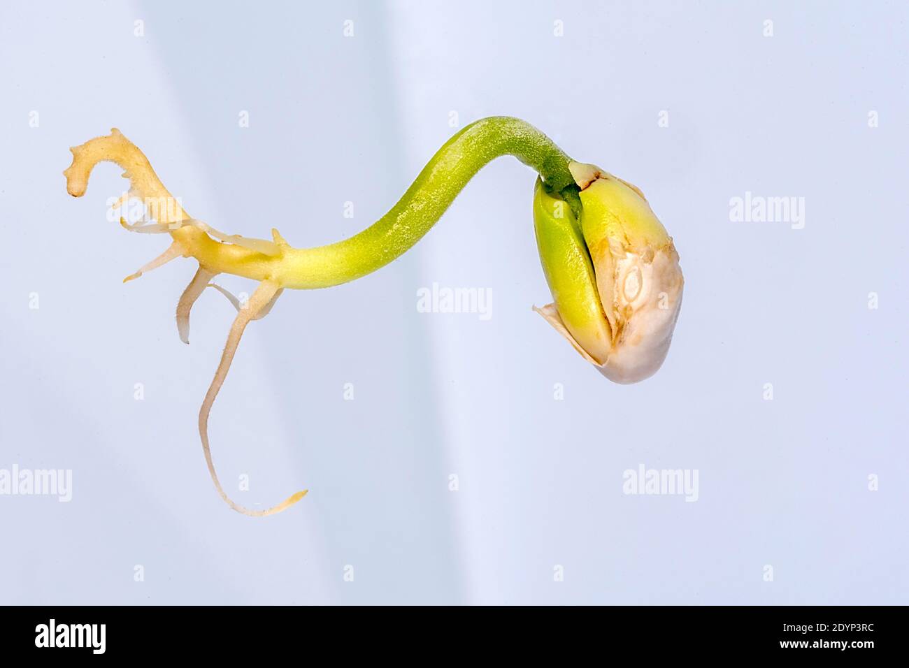 Close-up sprouting bean seed. Plant sprouts emerging in spring Stock ...