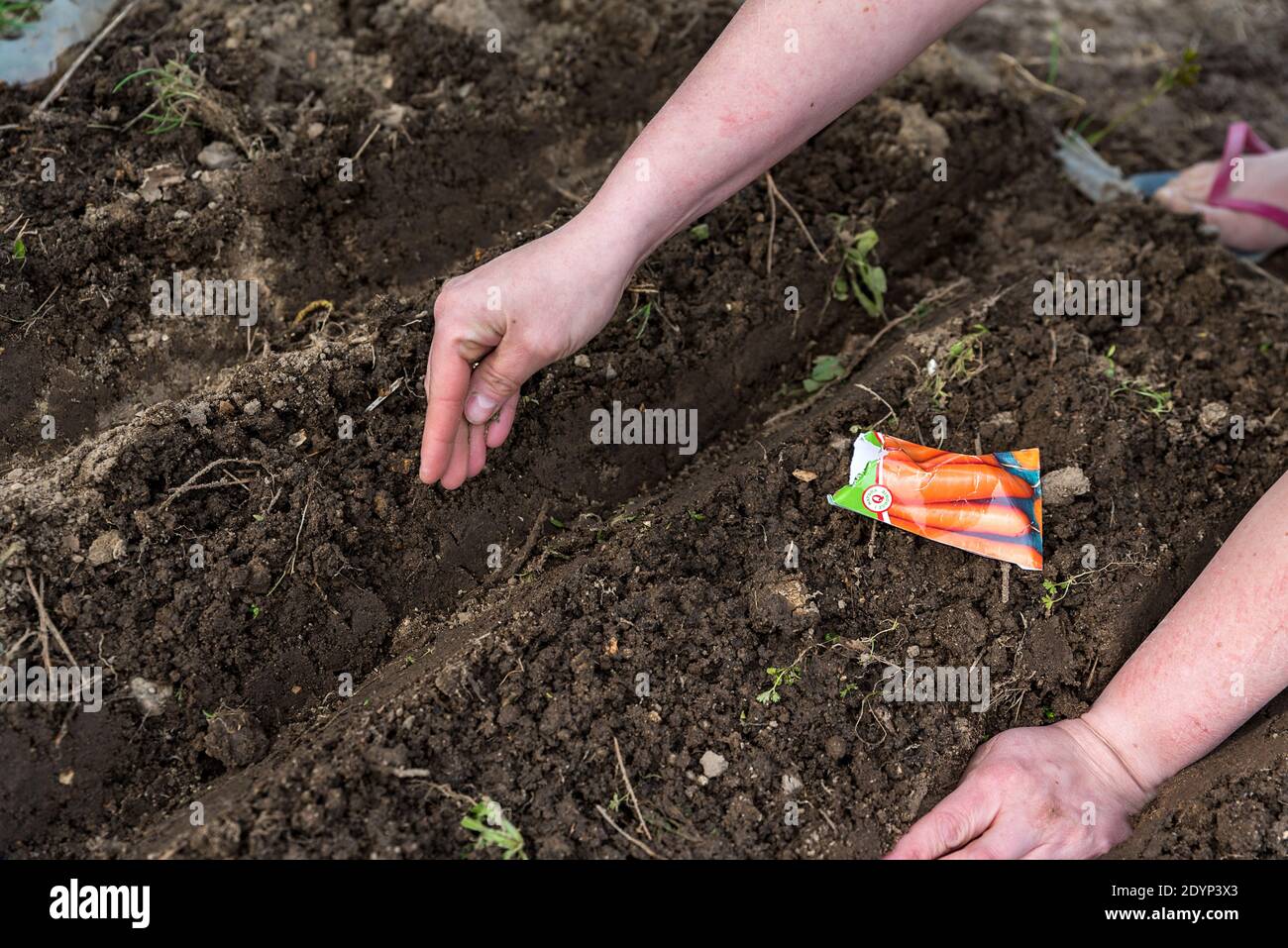 Serock, Poland - April 18, 2020: Sowing vegetables in the home garden ...