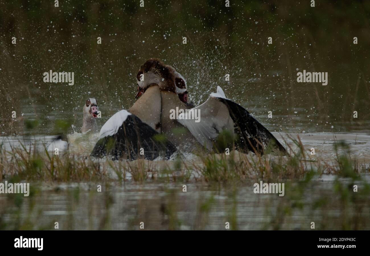Egyptian Geese fighting in the local river Stock Photo - Alamy