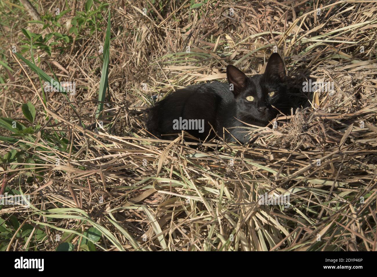 Black Cat in the Garden in Brazil Stock Photo - Alamy