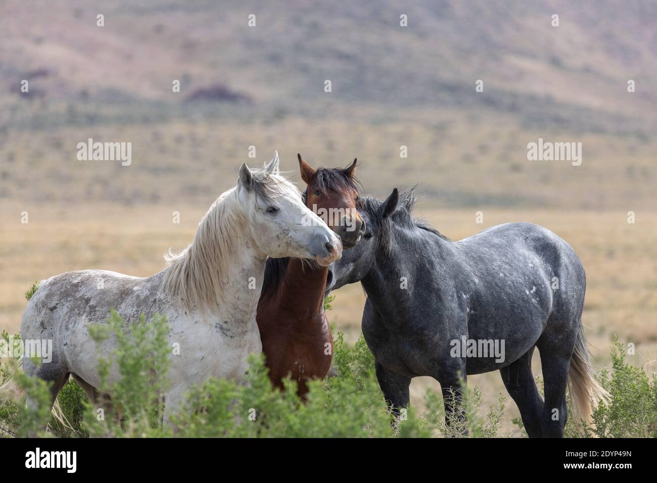 Wild Horses in the Utah Desert Stock Photo - Alamy