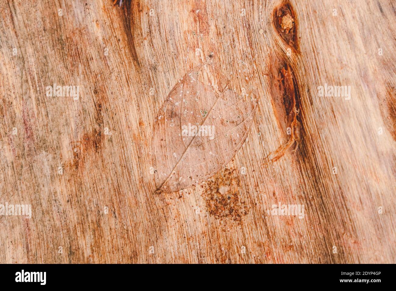 Highly Detailed Wood Texture Background Stock Photo - Alamy