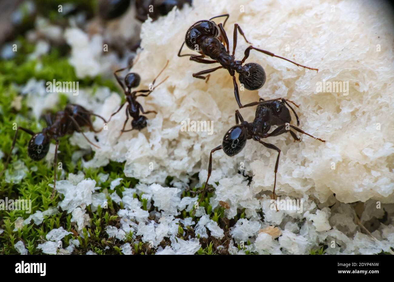 Many ants eat food hi-res stock photography and images - Alamy