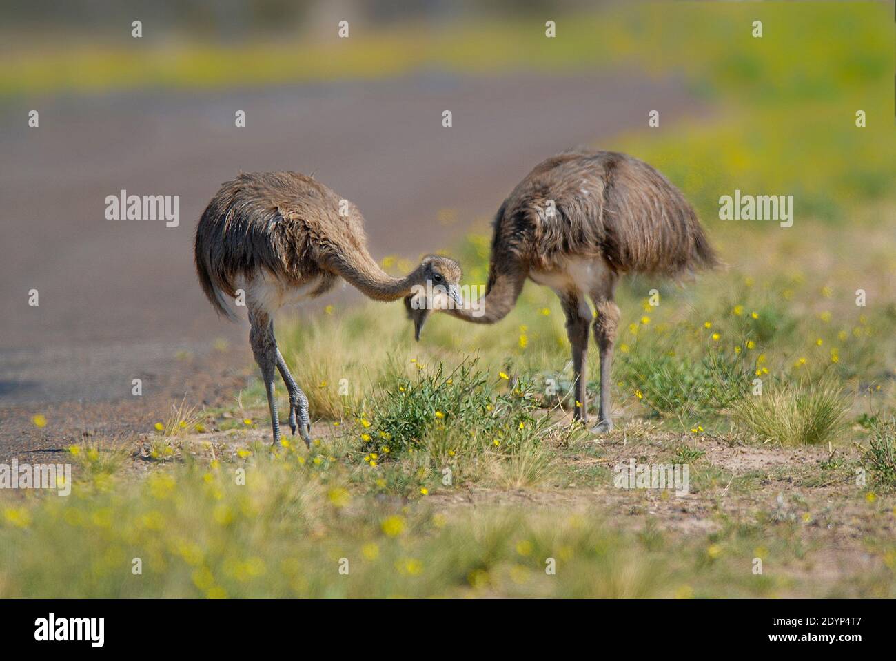Lesser Rhea, Patagonia , Argentina Stock Photo - Alamy