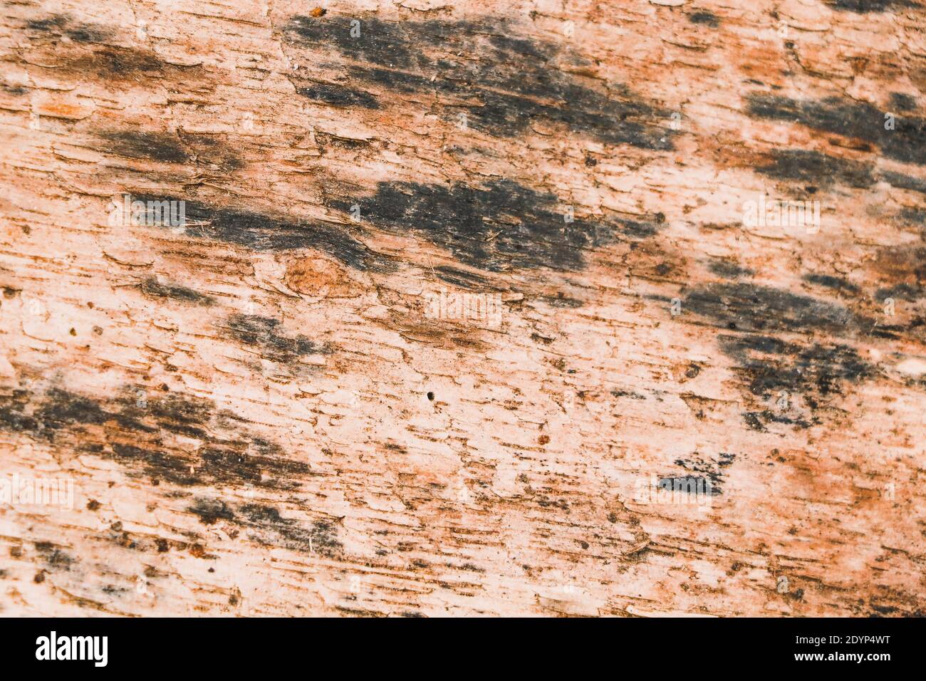 Highly Detailed Wood Texture Background Stock Photo - Alamy