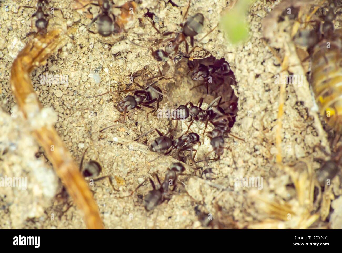 Group of ants on the ground close up Stock Photo - Alamy