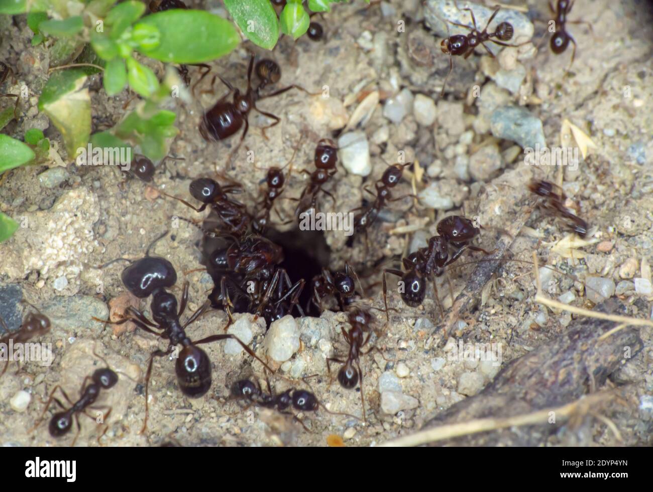 Group of ants on the ground close up Stock Photo - Alamy