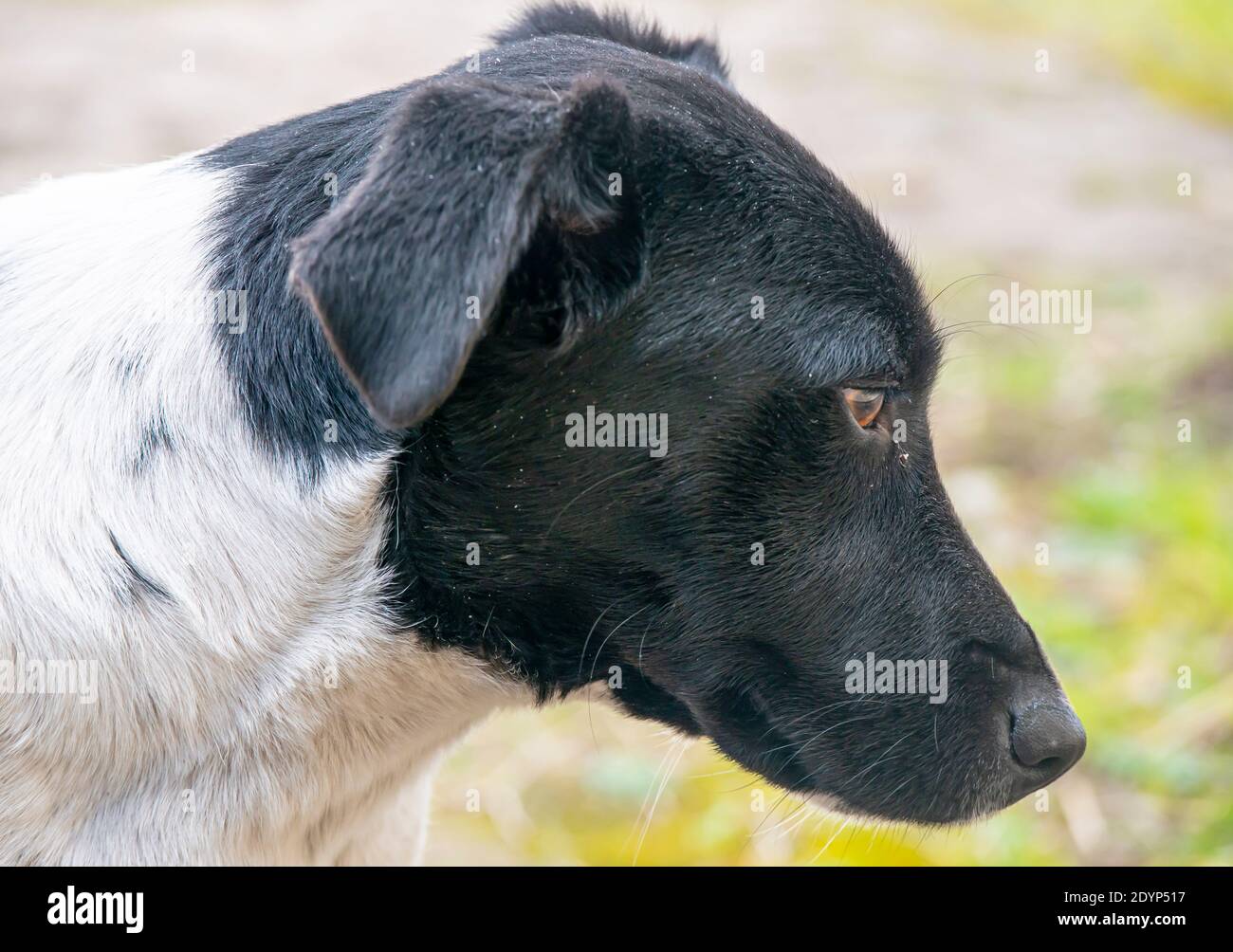 poor lonely black and white street dog Stock Photo - Alamy