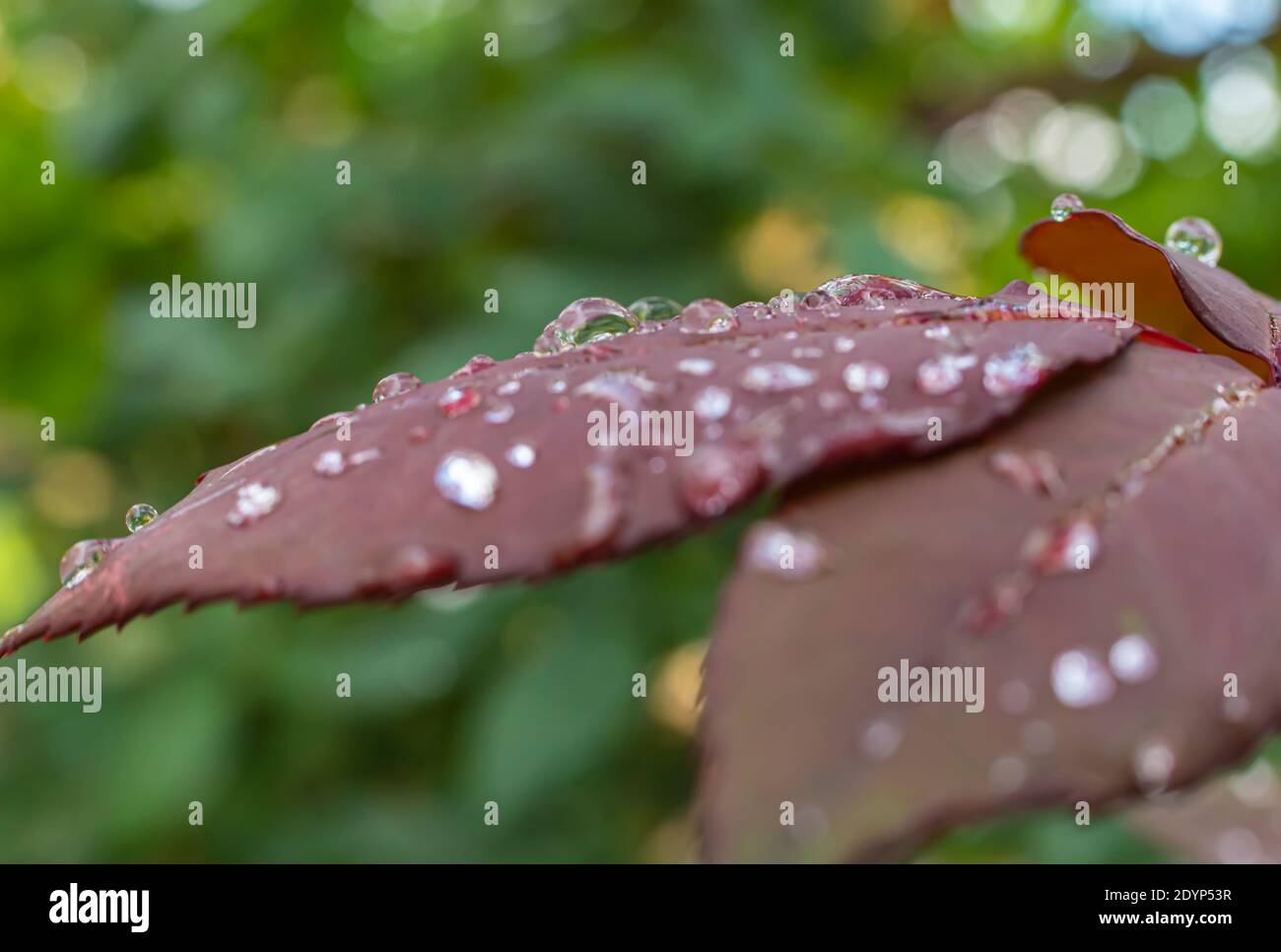 red leaf rain drop macro close up Stock Photo - Alamy
