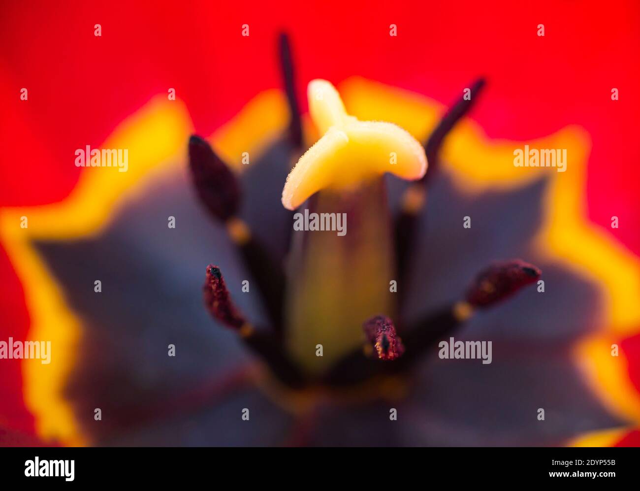Red tulip closeup macro, tulip stamen and petals Stock Photo - Alamy