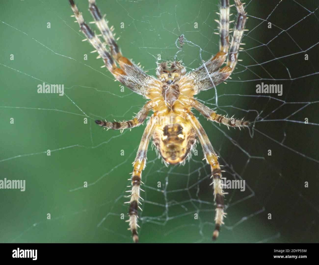 large orb weaver spider on its web in a garden, close up Stock Photo ...