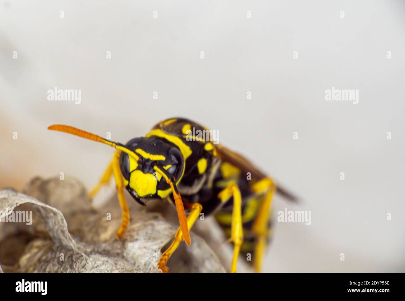 wasp sitting on top of wasp nest close up macro Stock Photo - Alamy