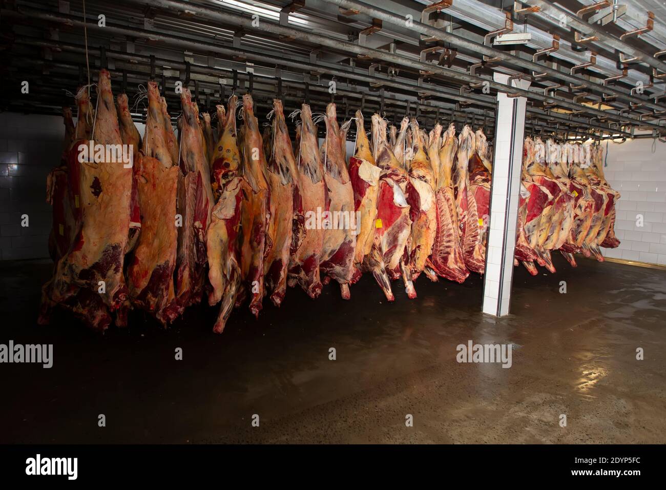Storage of cold meat in meat production. Meat industry or factory Stock ...