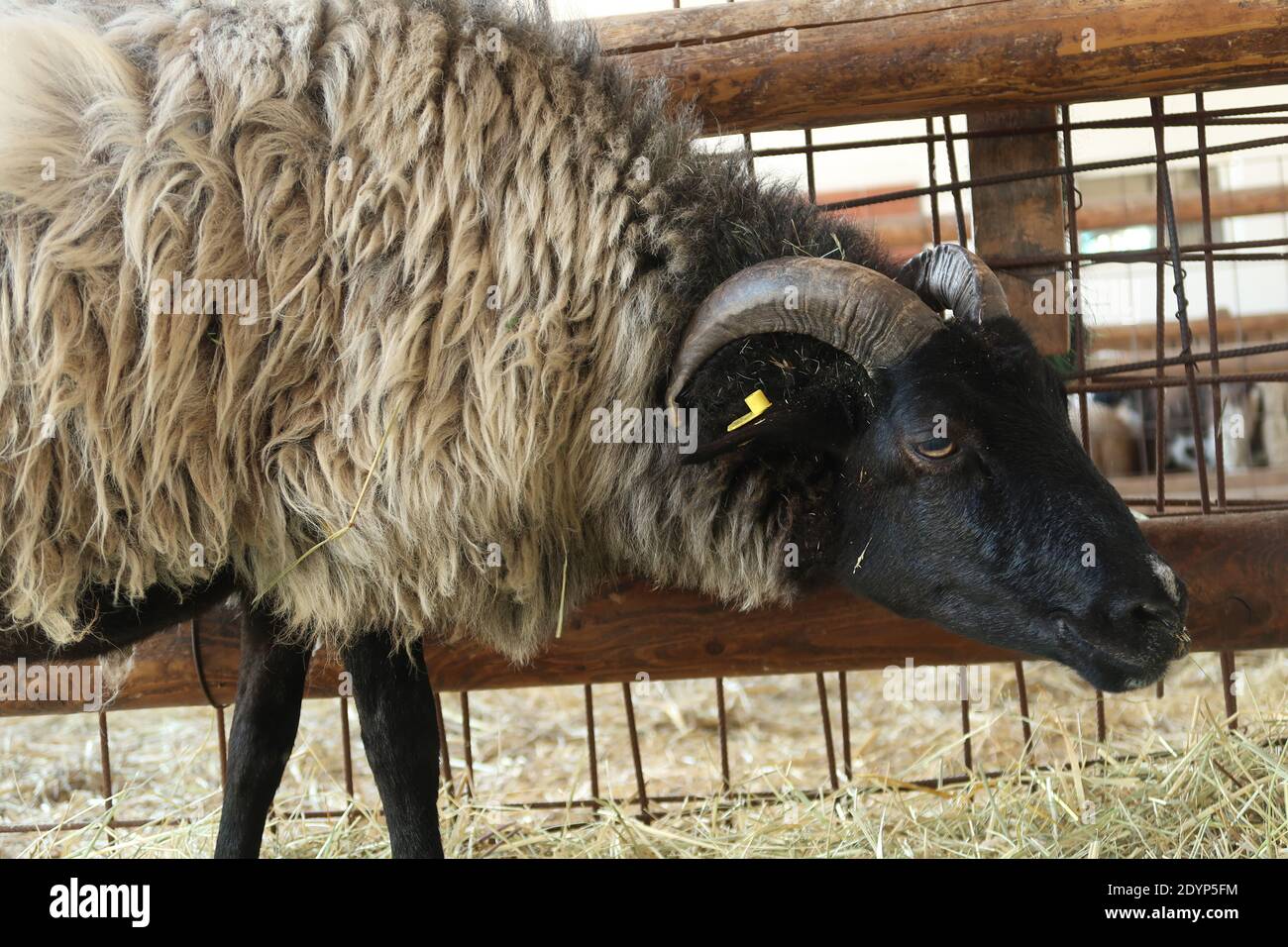 Dark-Faced Sheep in the farm Stock Photo - Alamy