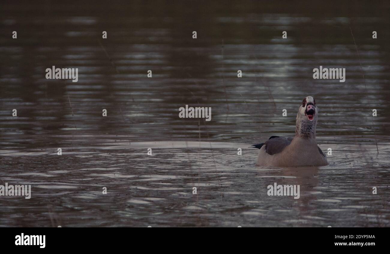 Egyptian goose fight hi-res stock photography and images - Alamy