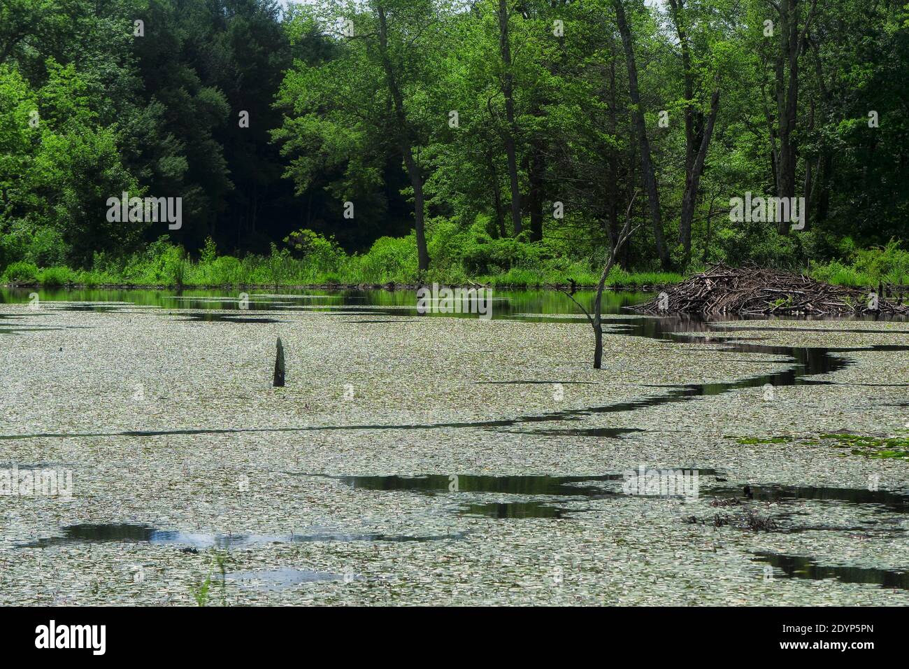 A beaver lodge on cat swamp within the white memorial conservation area ...