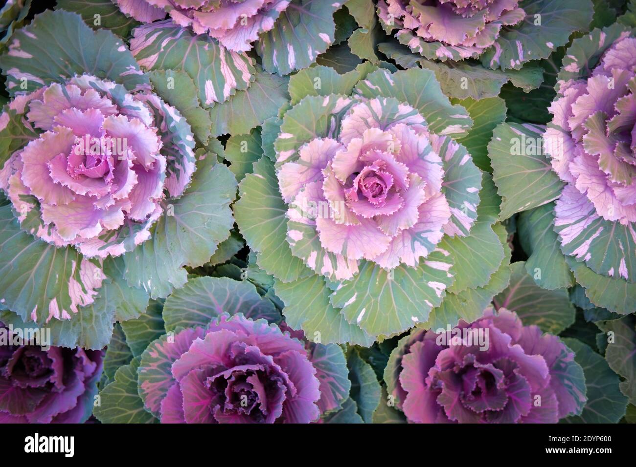 ornamental cabbages decorating in garden. decorative cabbage plant ...