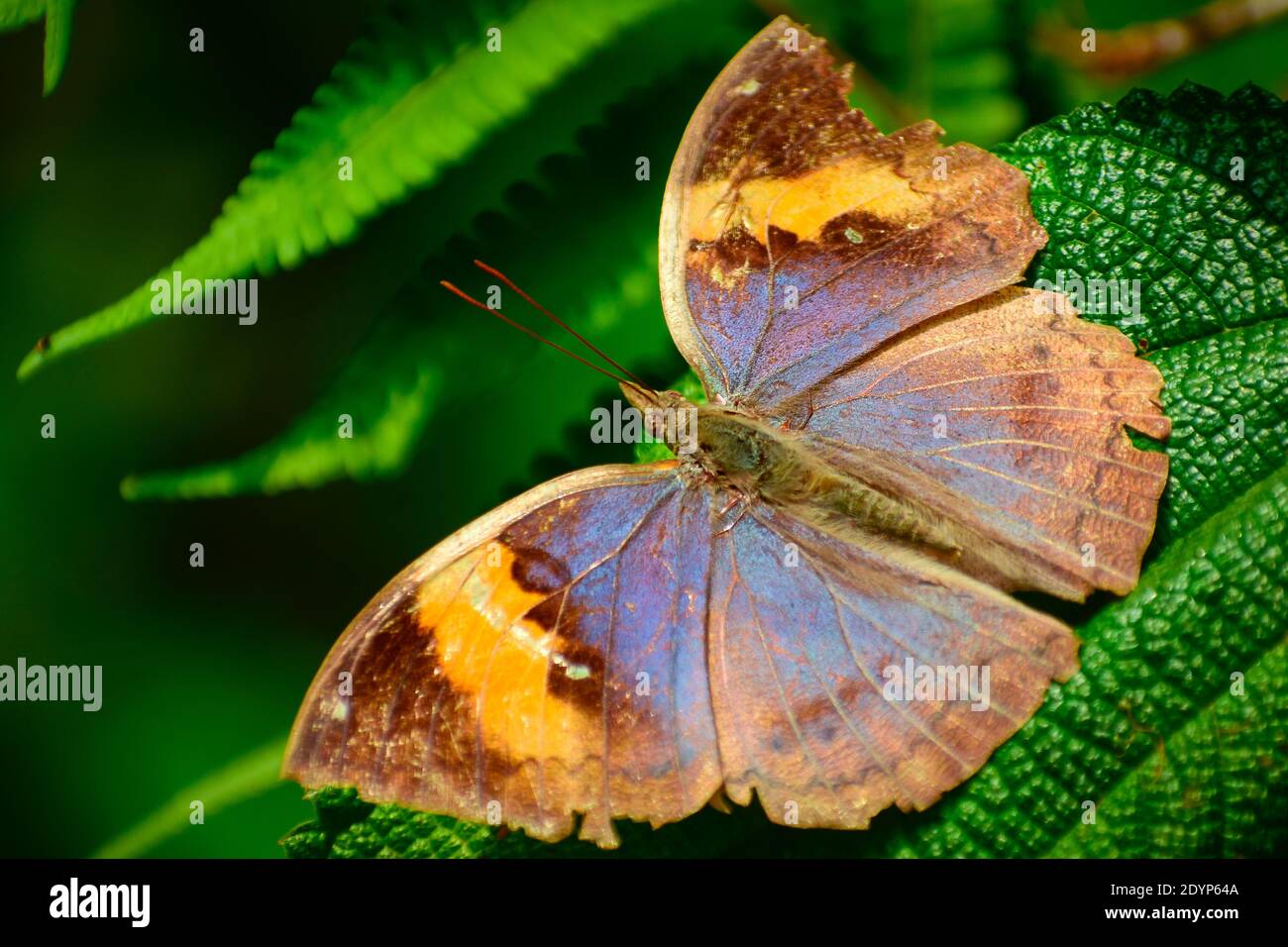 Kallima butterfly hi-res stock photography and images - Alamy