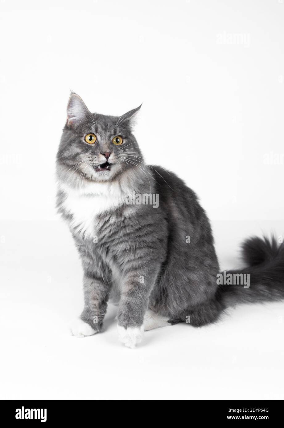 young blue tabby maine coon cat meowing looking with open mouth in ...