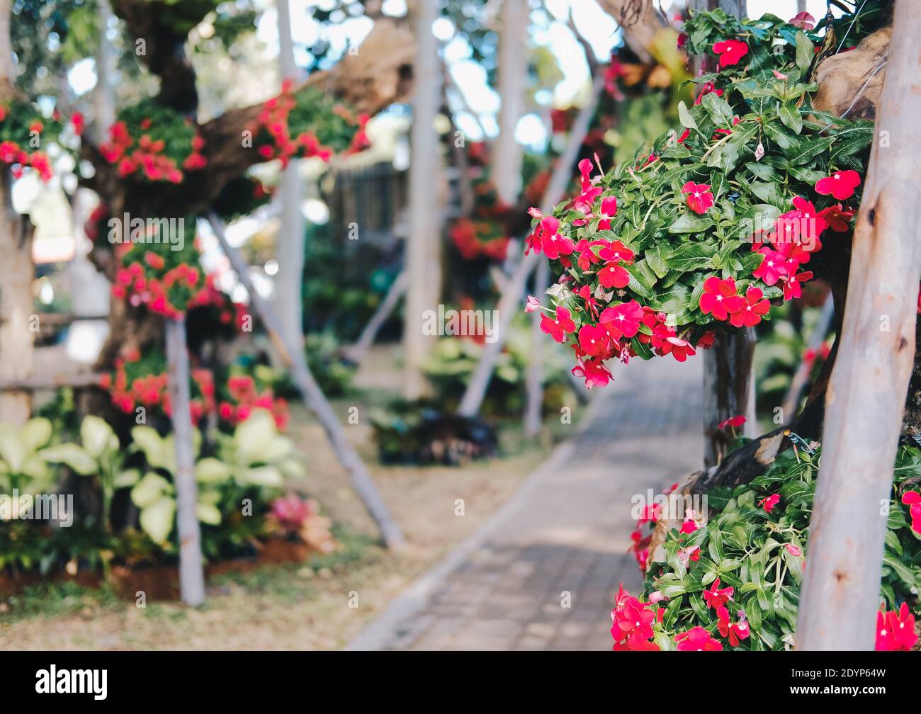 West indian periwinkle hi-res stock photography and images - Alamy