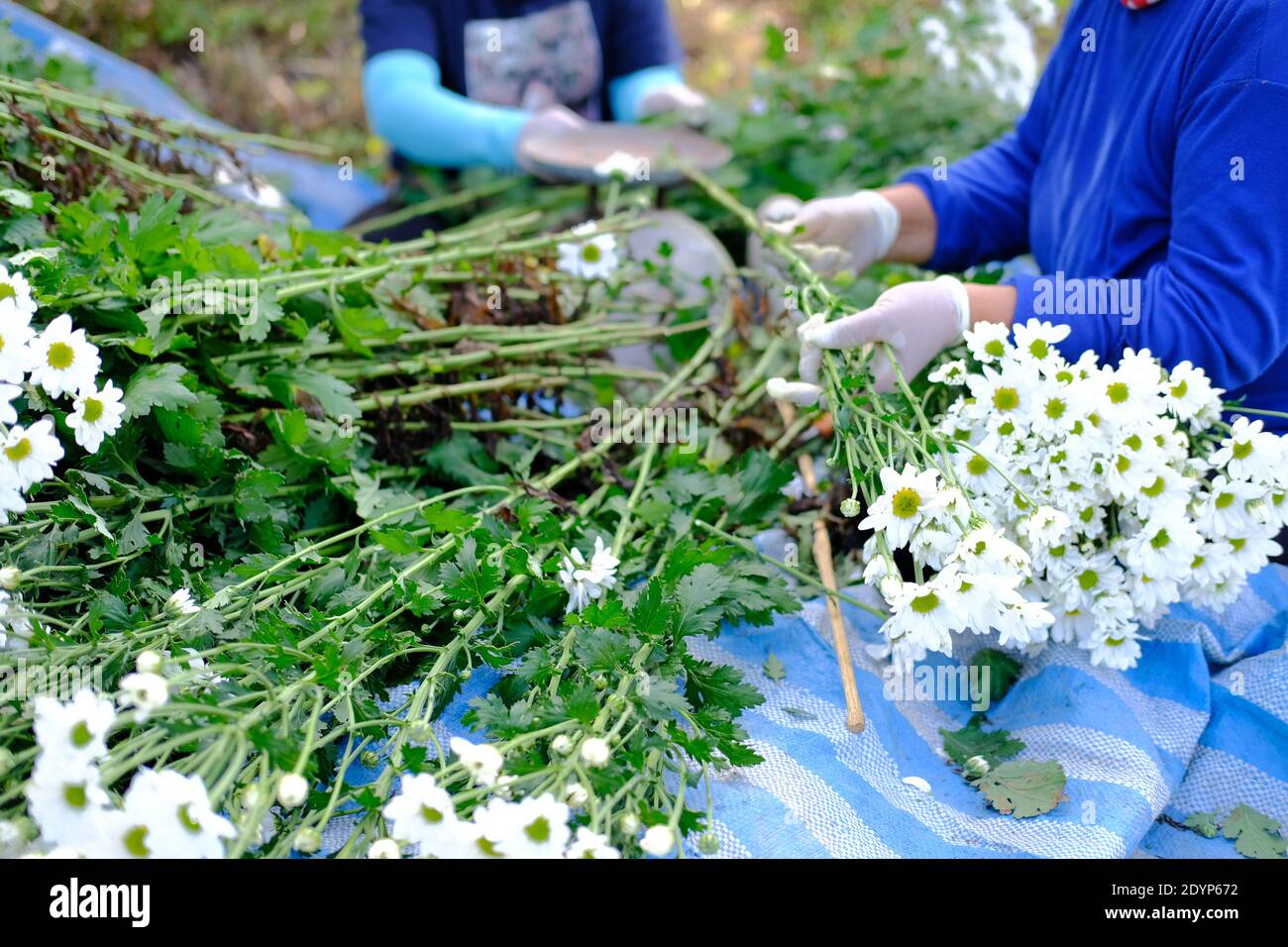 farmer woman arranging chrysanthemum flower for sale. flowers delivery ...