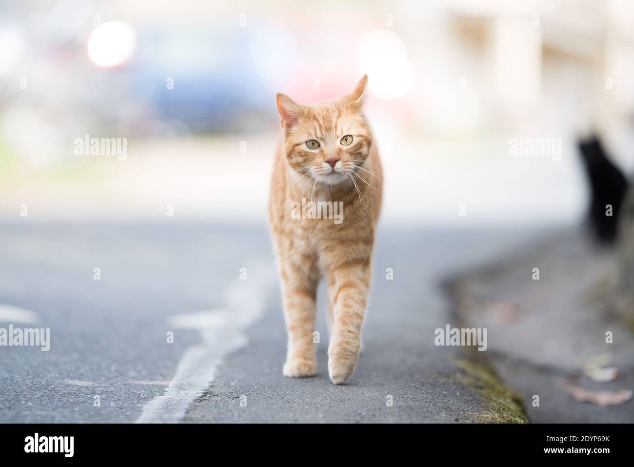 Cat walking towards you hi-res stock photography and images - Alamy