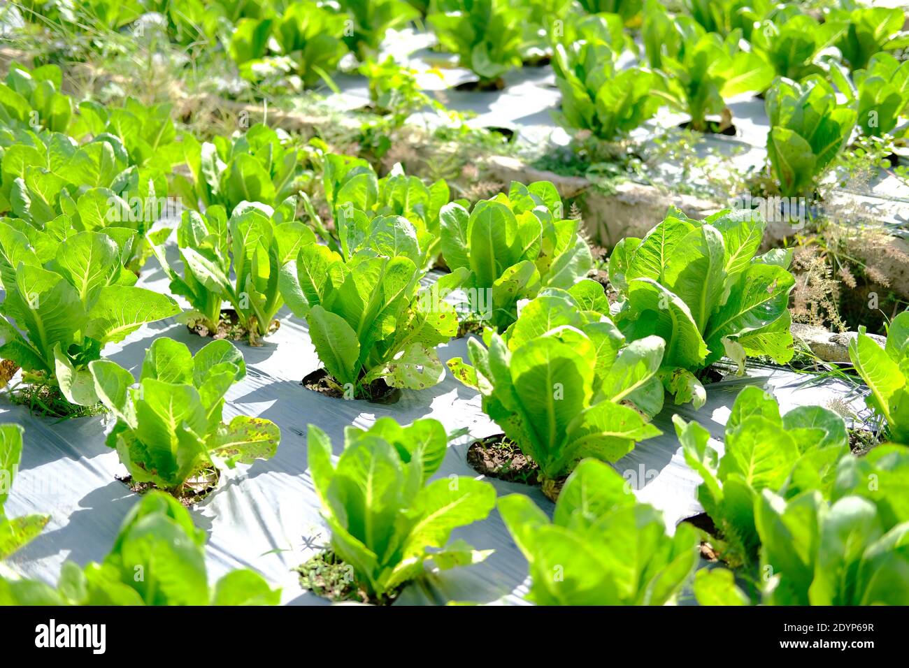 cos lettuce vegetable plant growing in garden farm Stock Photo - Alamy