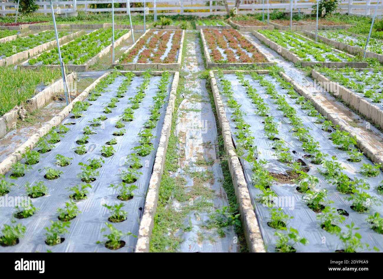 celery vegetable plant growing in garden farm Stock Photo - Alamy