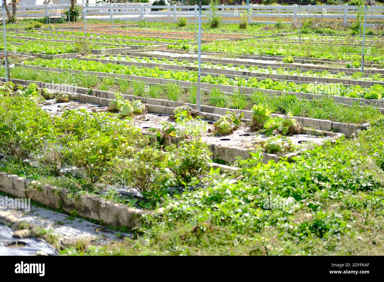 vegetable plant growing in garden farm Stock Photo - Alamy