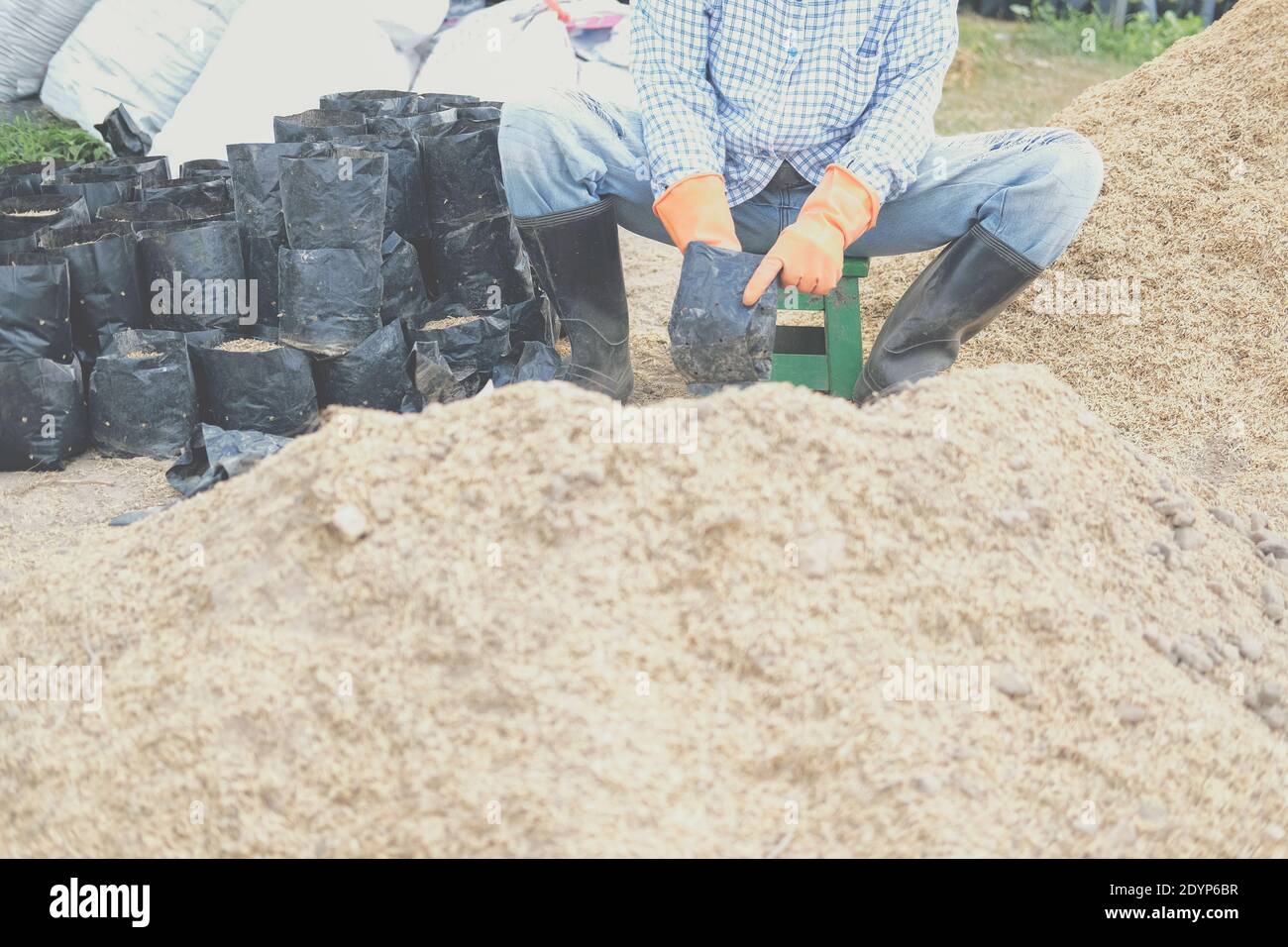 Rice seedling soil hi-res stock photography and images - Alamy
