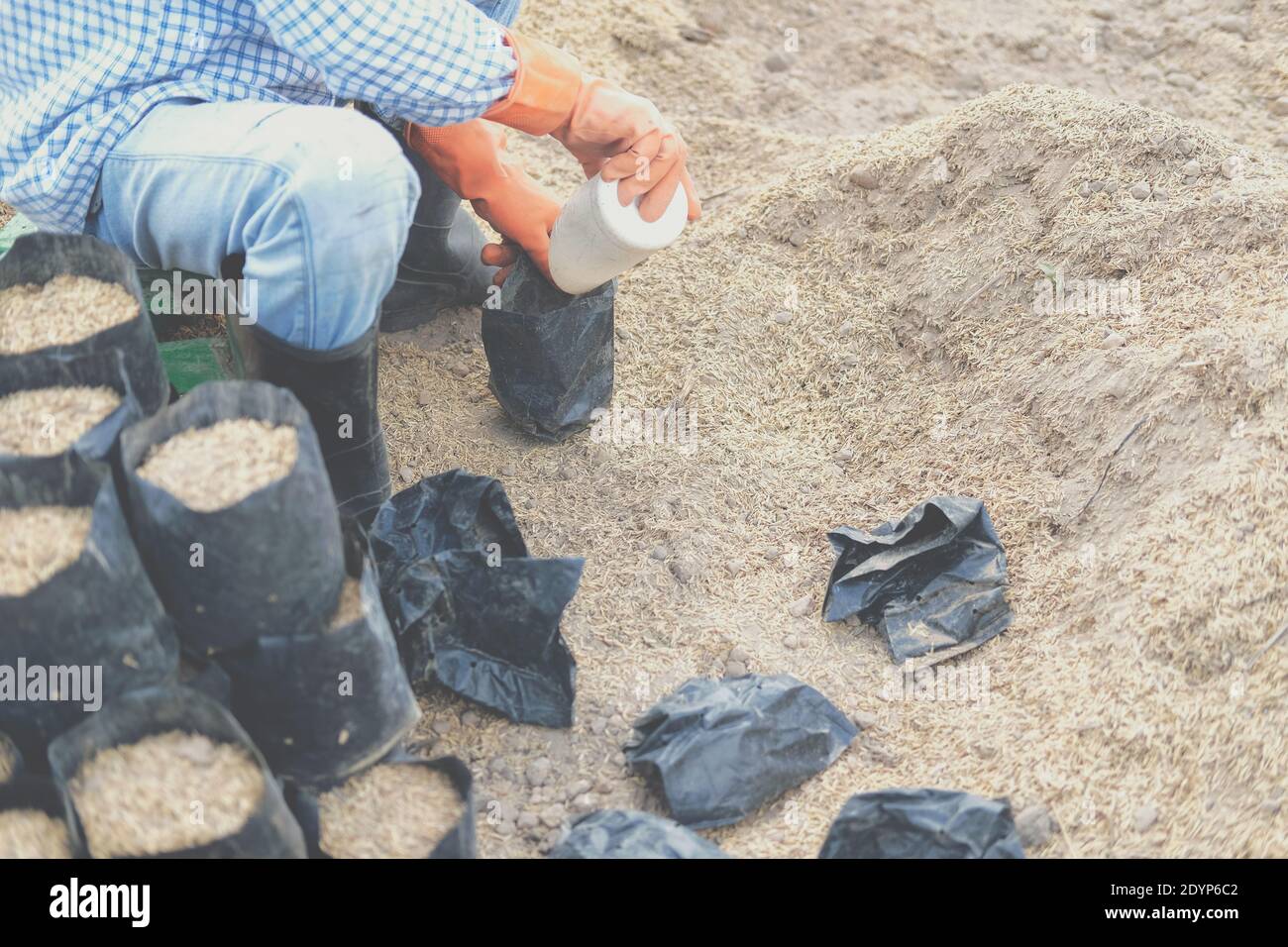 farmer pouring substrate materials for growing plant. soil fertilizer ...