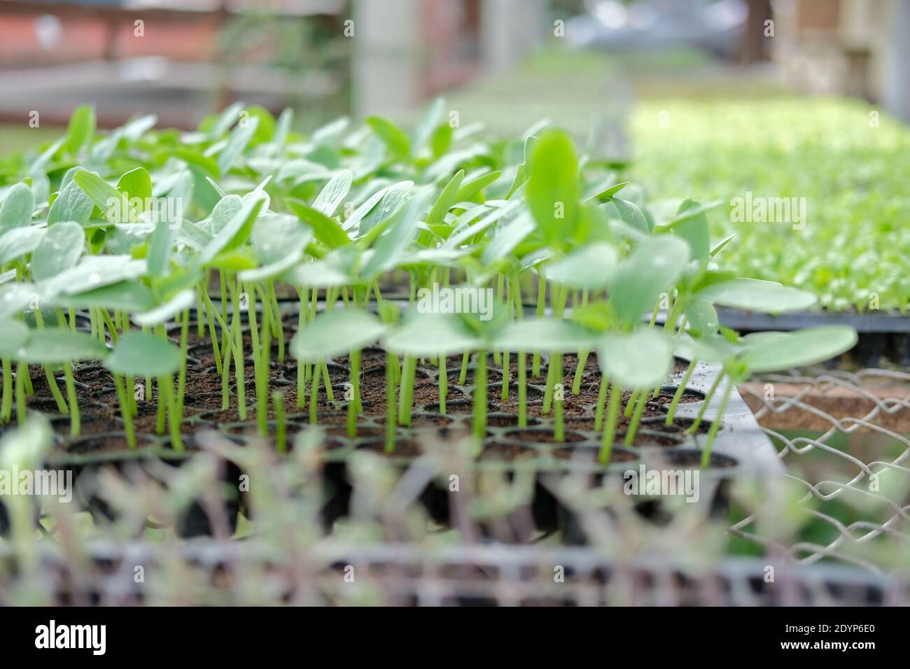 vegetable sprout seedling plant growing in nursery greenhouse in farm ...