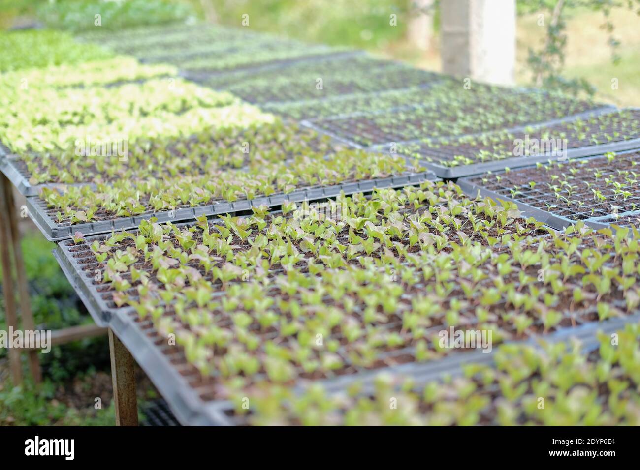 vegetable sprout seedling plant growing in nursery greenhouse in farm ...