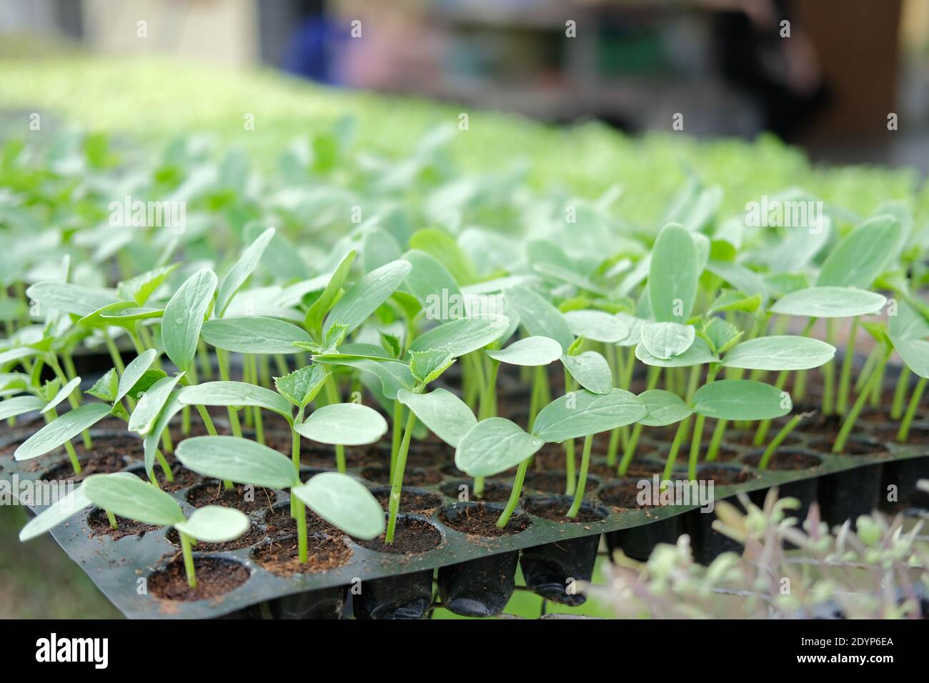 vegetable sprout seedling plant growing in nursery greenhouse in farm ...