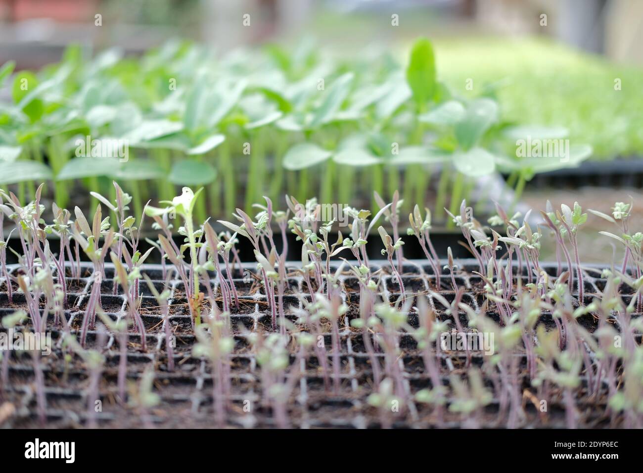 vegetable sprout seedling plant growing in nursery greenhouse in farm ...