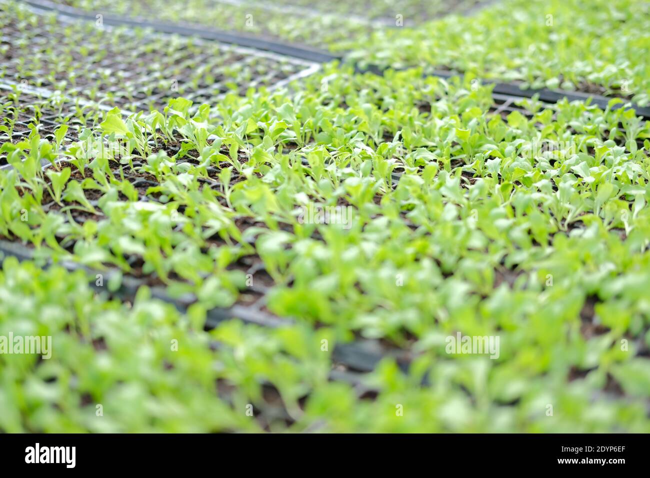 vegetable sprout seedling plant growing in nursery greenhouse in farm ...