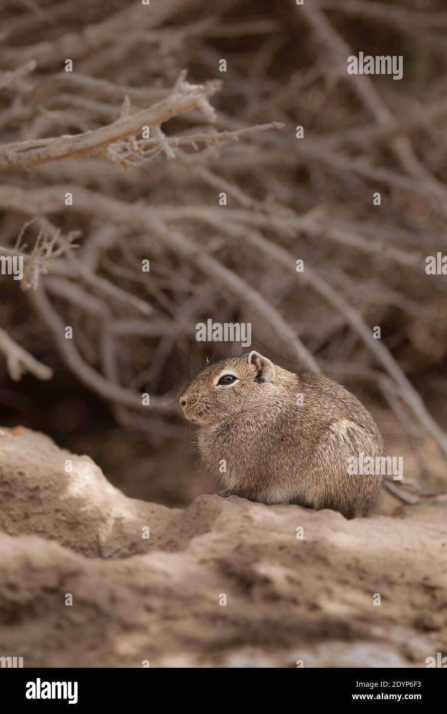 Desert cavi,Microcavia Australis, Peninsula Valdes, Unesco World ...