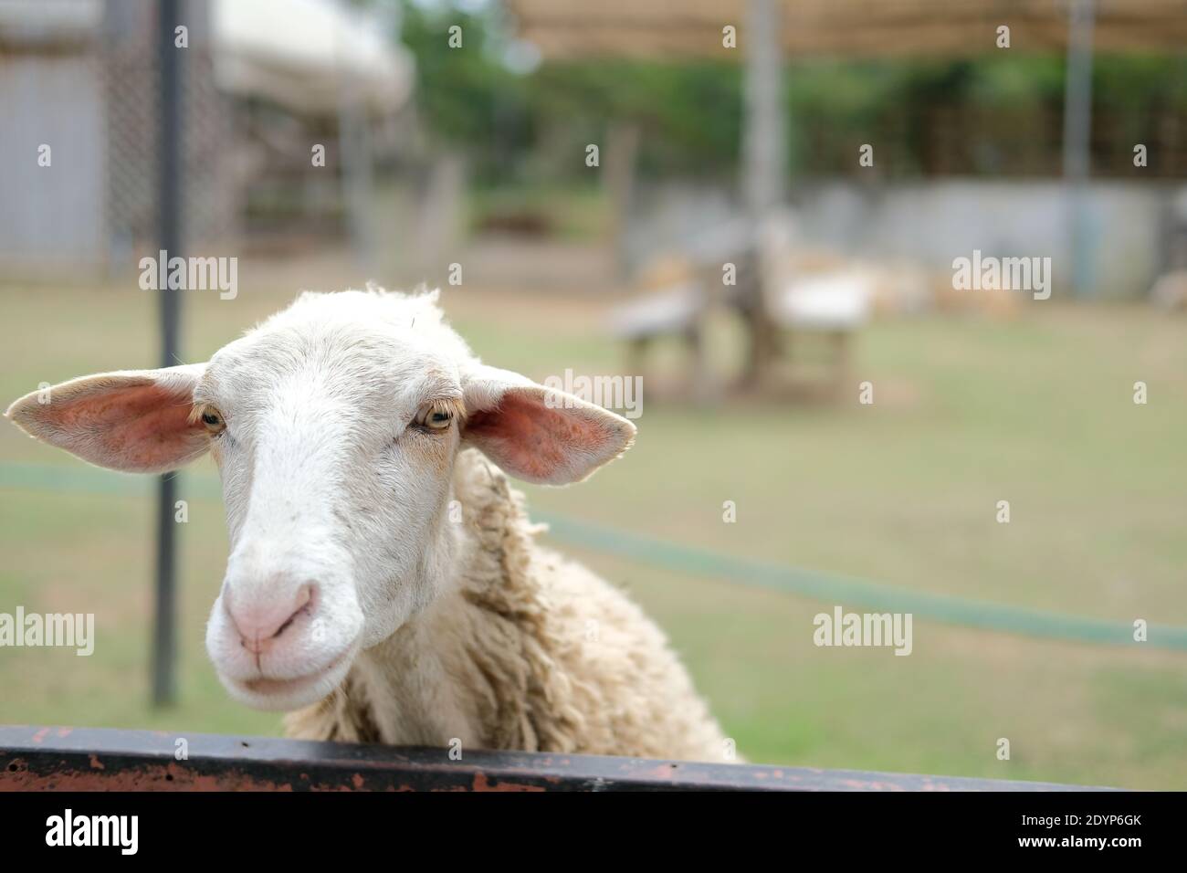 sheep ram ewe livestock in farm farmland Stock Photo - Alamy