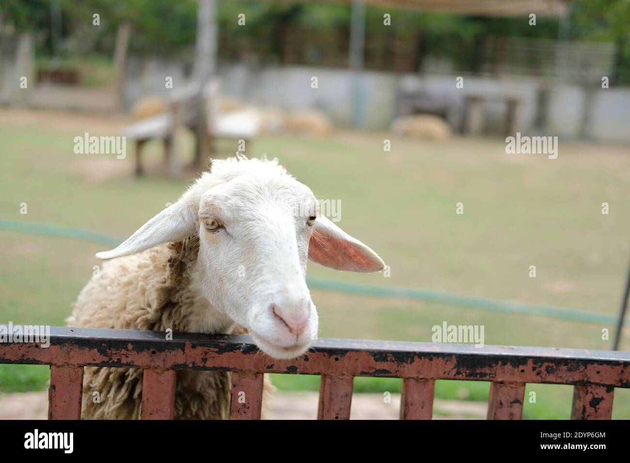 sheep ram ewe livestock in farm farmland Stock Photo - Alamy