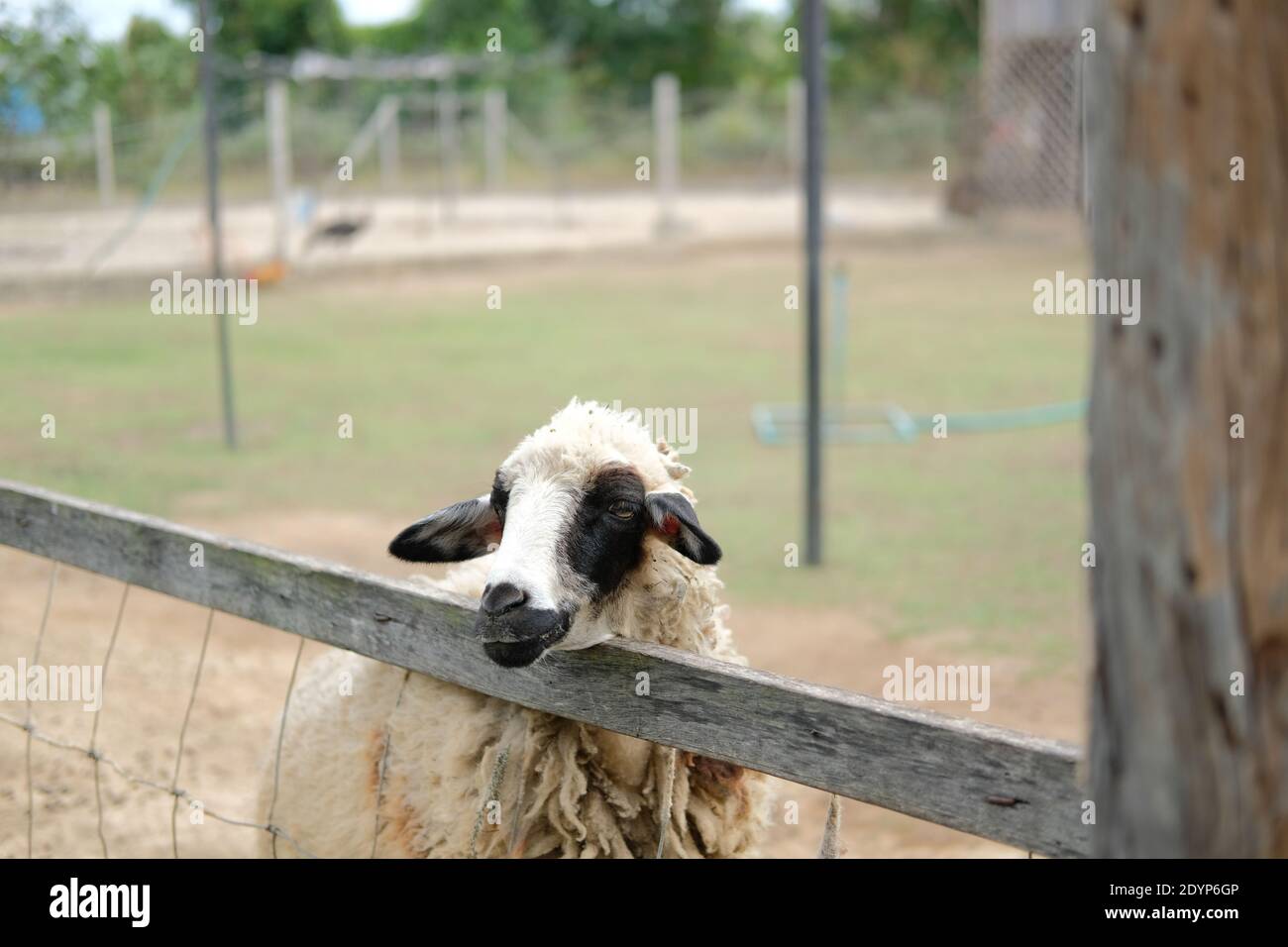 sheep ram ewe livestock in farm farmland Stock Photo - Alamy