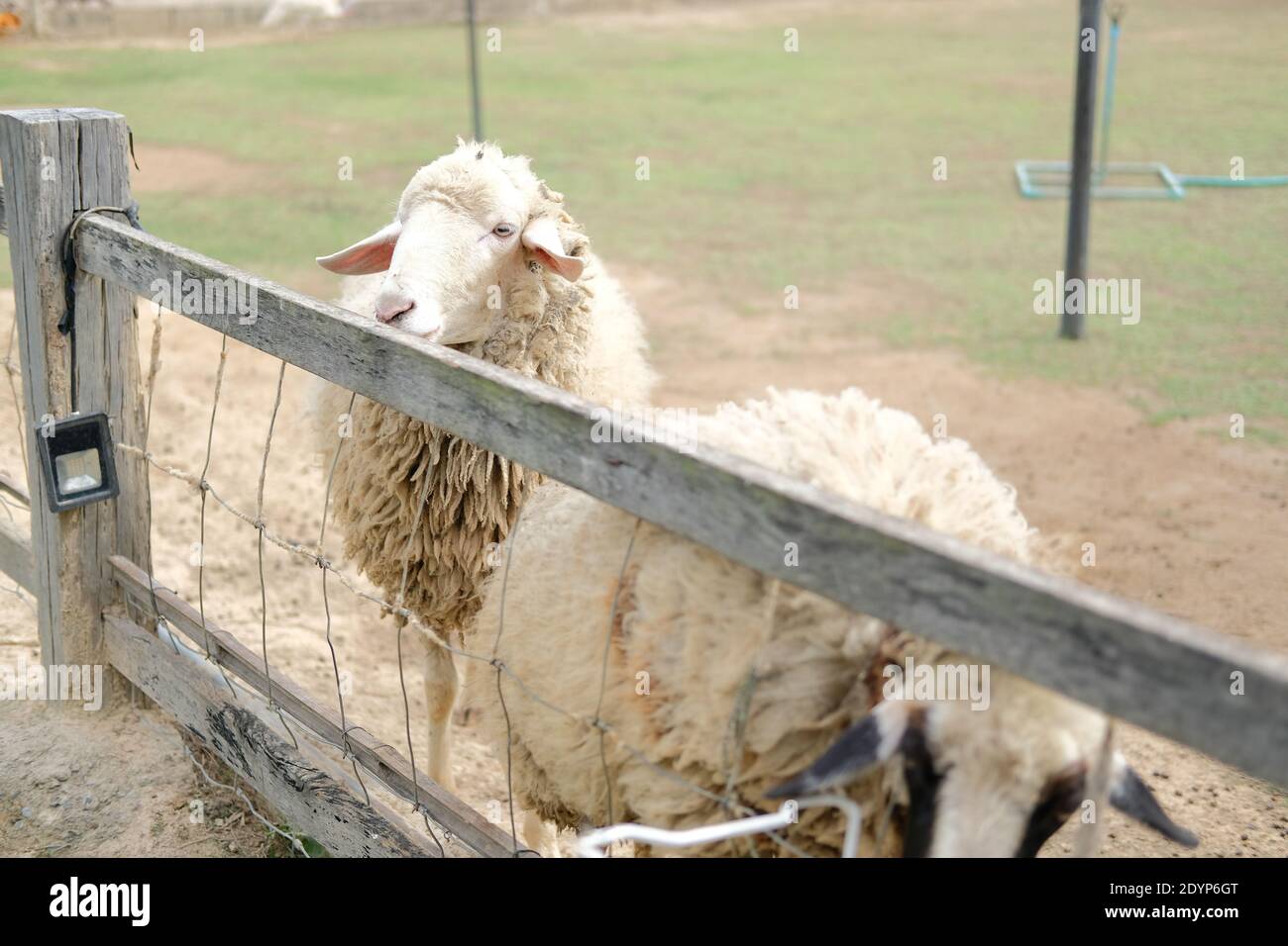 sheep ram ewe livestock in farm farmland Stock Photo - Alamy
