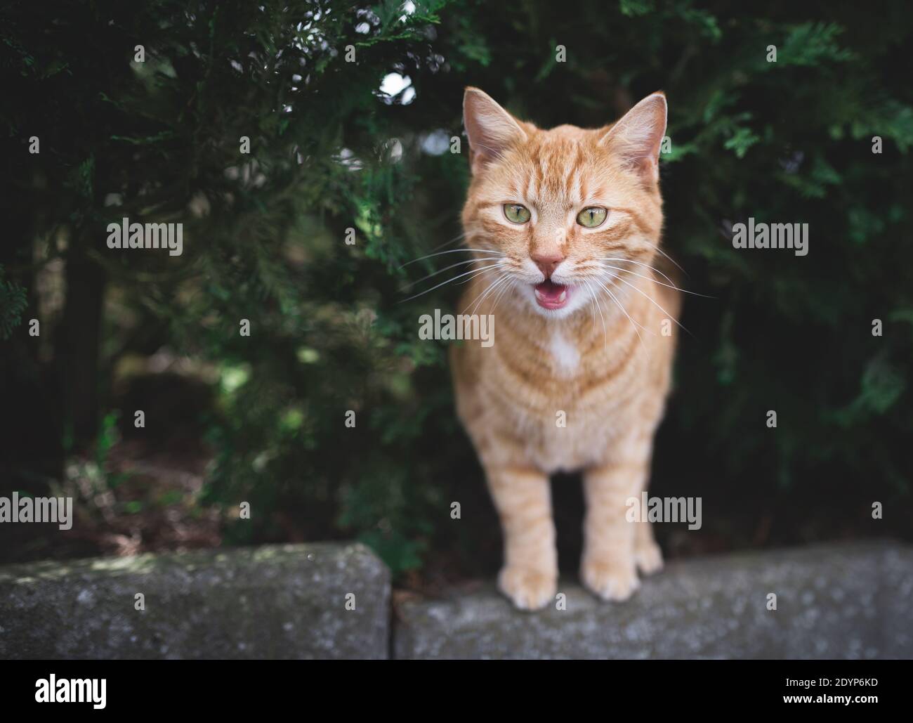 tabby red ginger cat standing under a conifer tree meowing Stock Photo ...