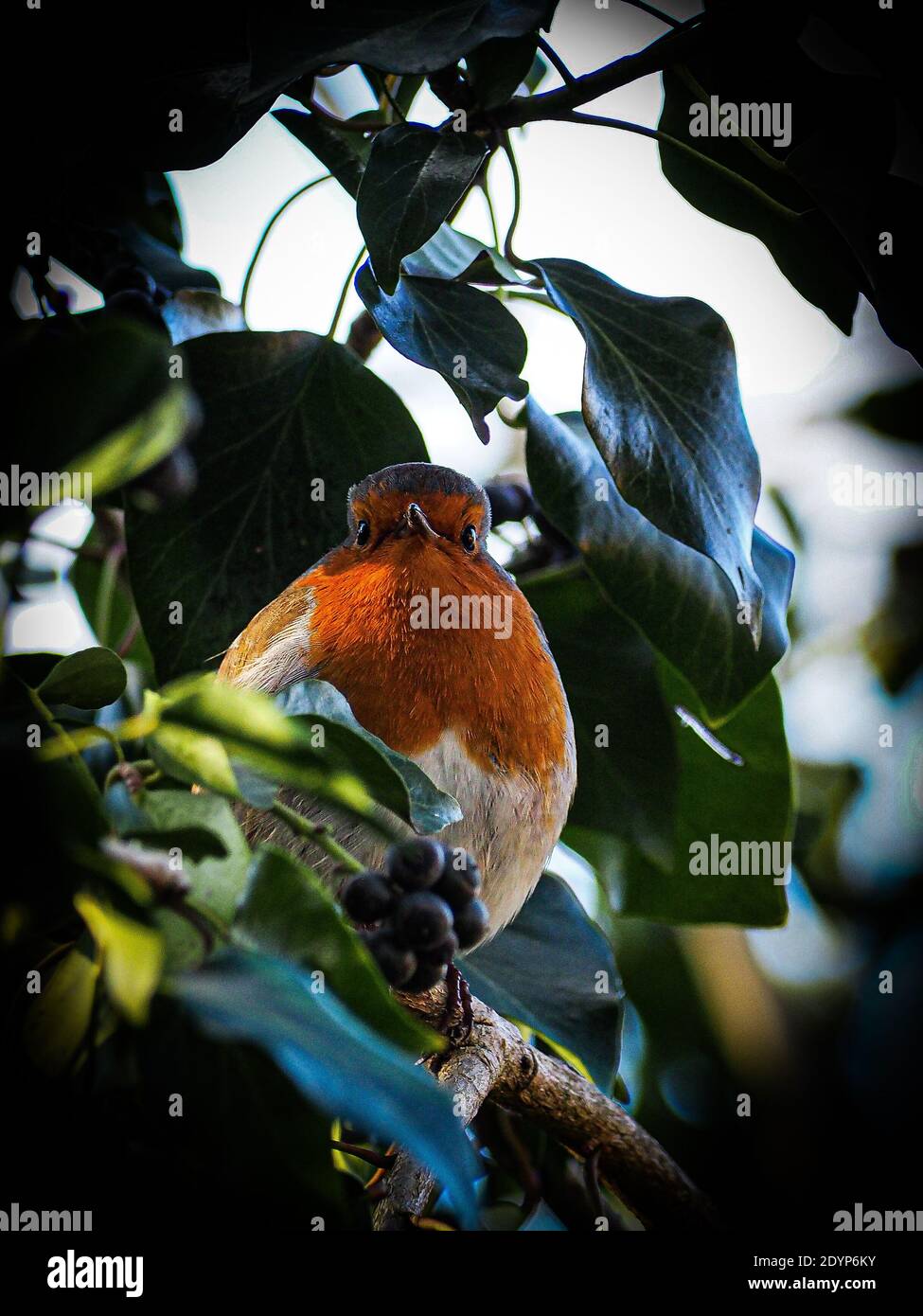Garden robin tree hi-res stock photography and images - Alamy