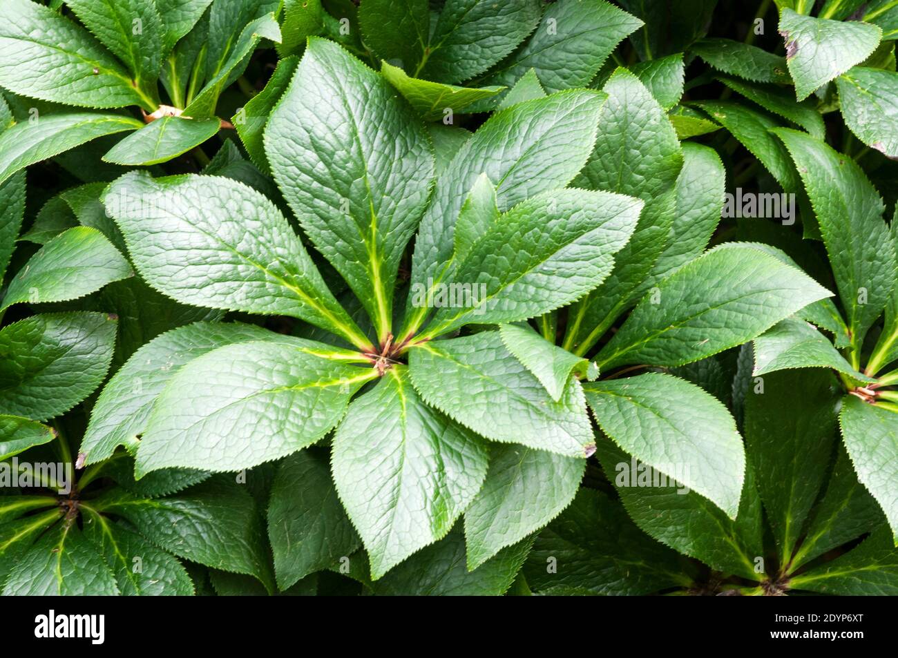 Hellebore Leaves