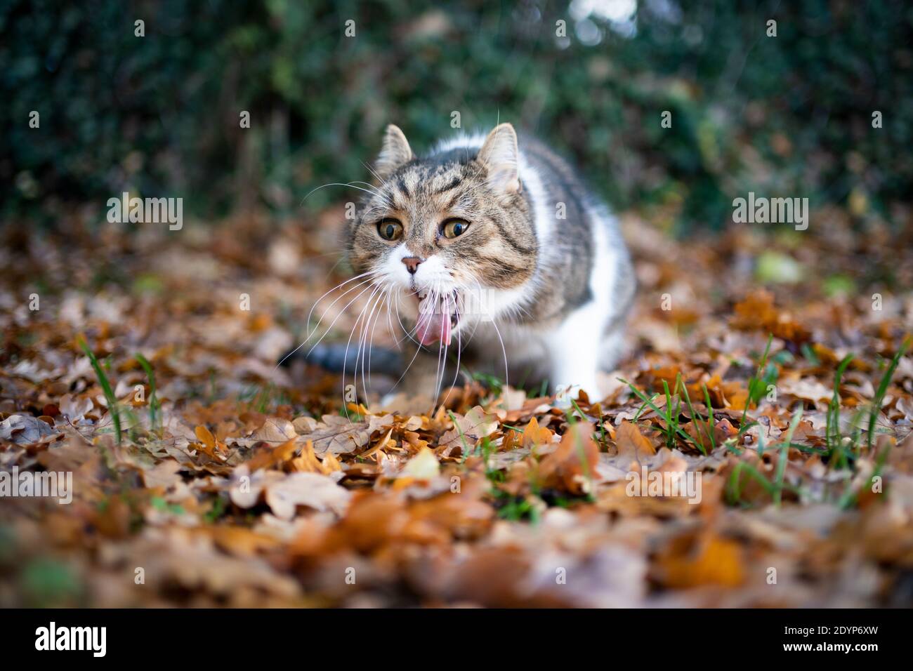 Puking hi-res stock photography and images - Alamy