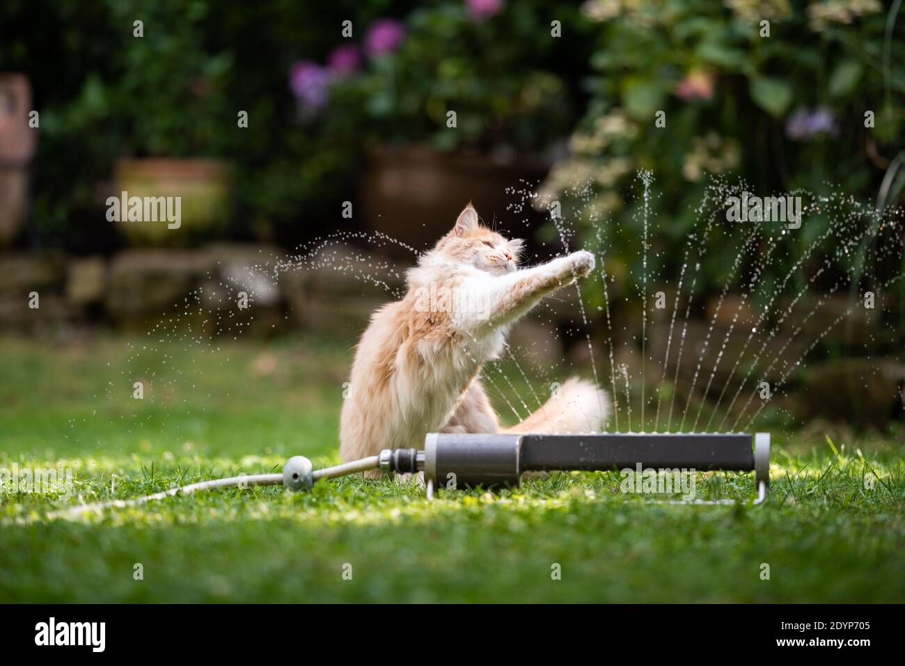 Water Fountain For Maine Coon at Frank Duke blog