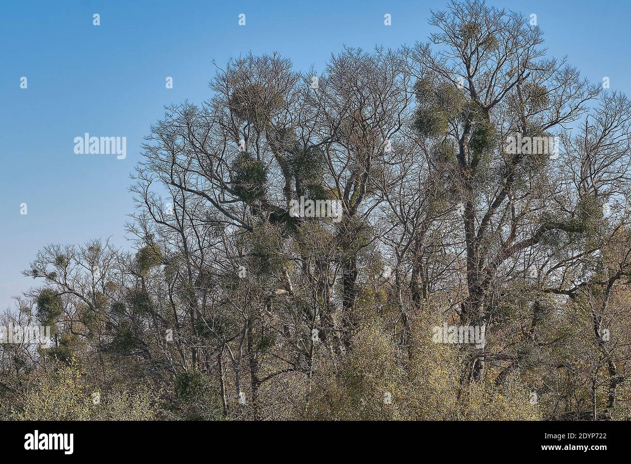 Parasitic infestation hi-res stock photography and images - Alamy