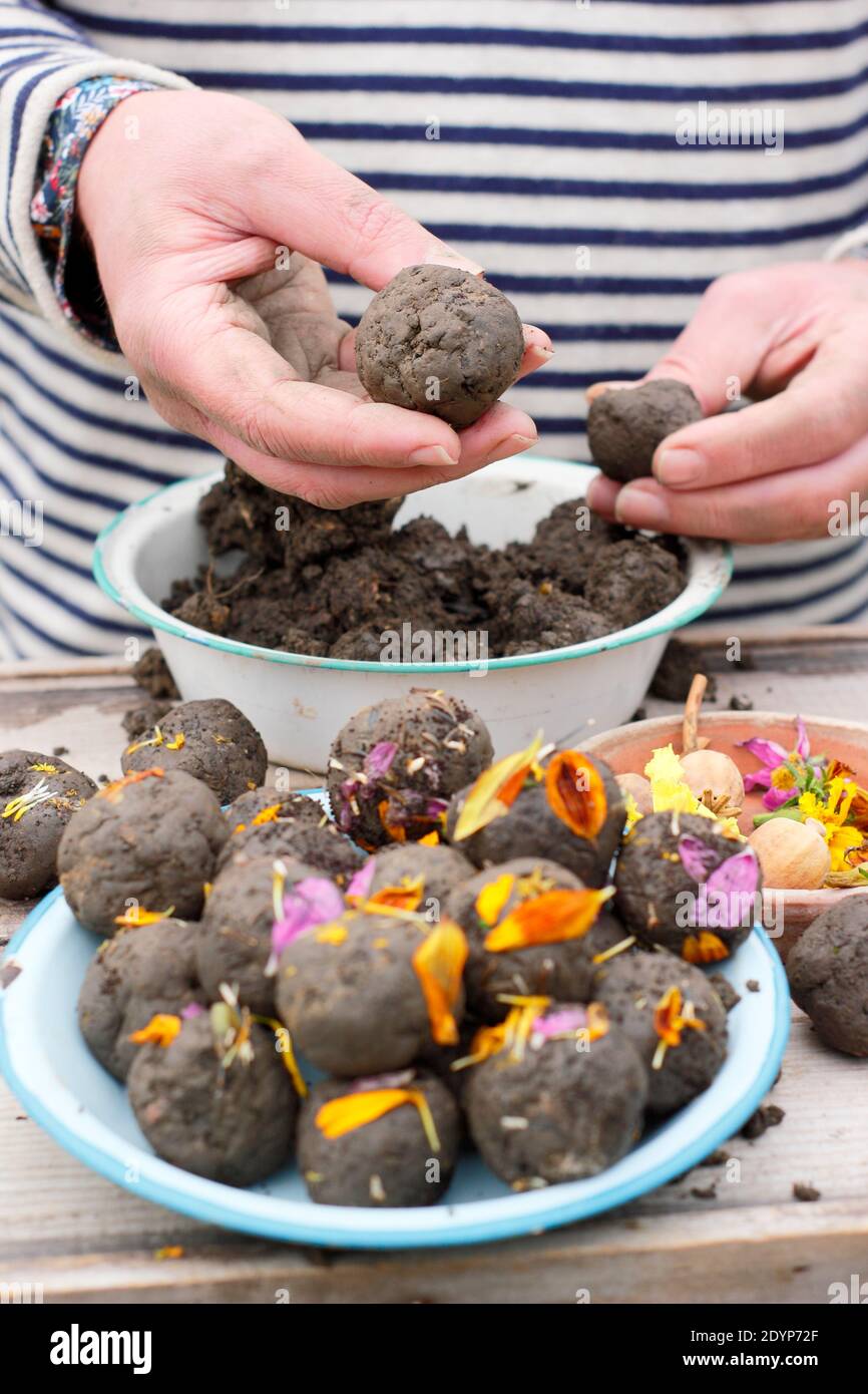Seed bombs. Making flower bombs, or seed balls, with clay soil embedded ...